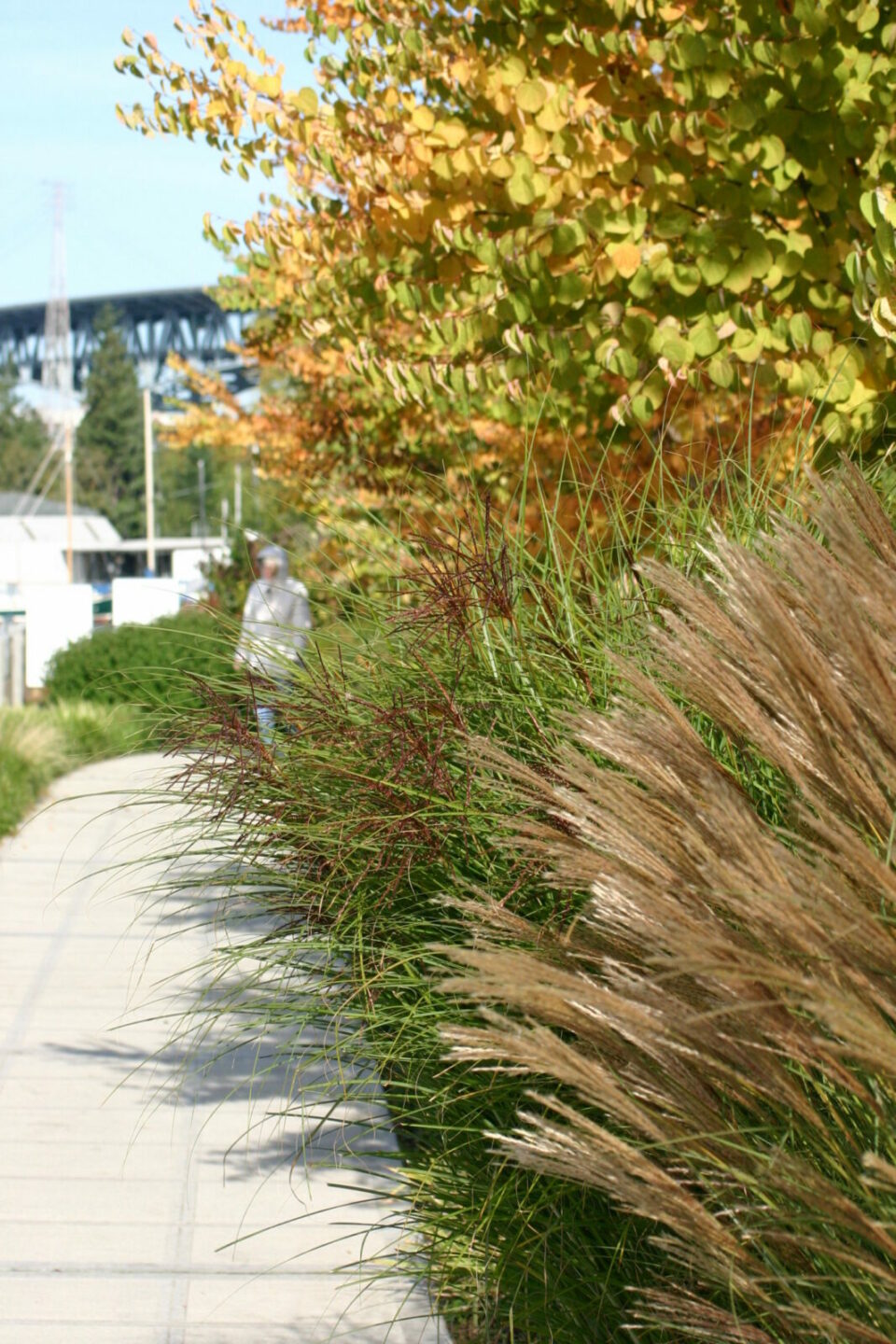 Wards Cove | Brumbaugh Associates Landscape Architecture